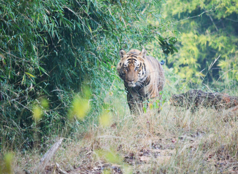 MP Tourism Parsili Resort, Sanjay Dubri National Park