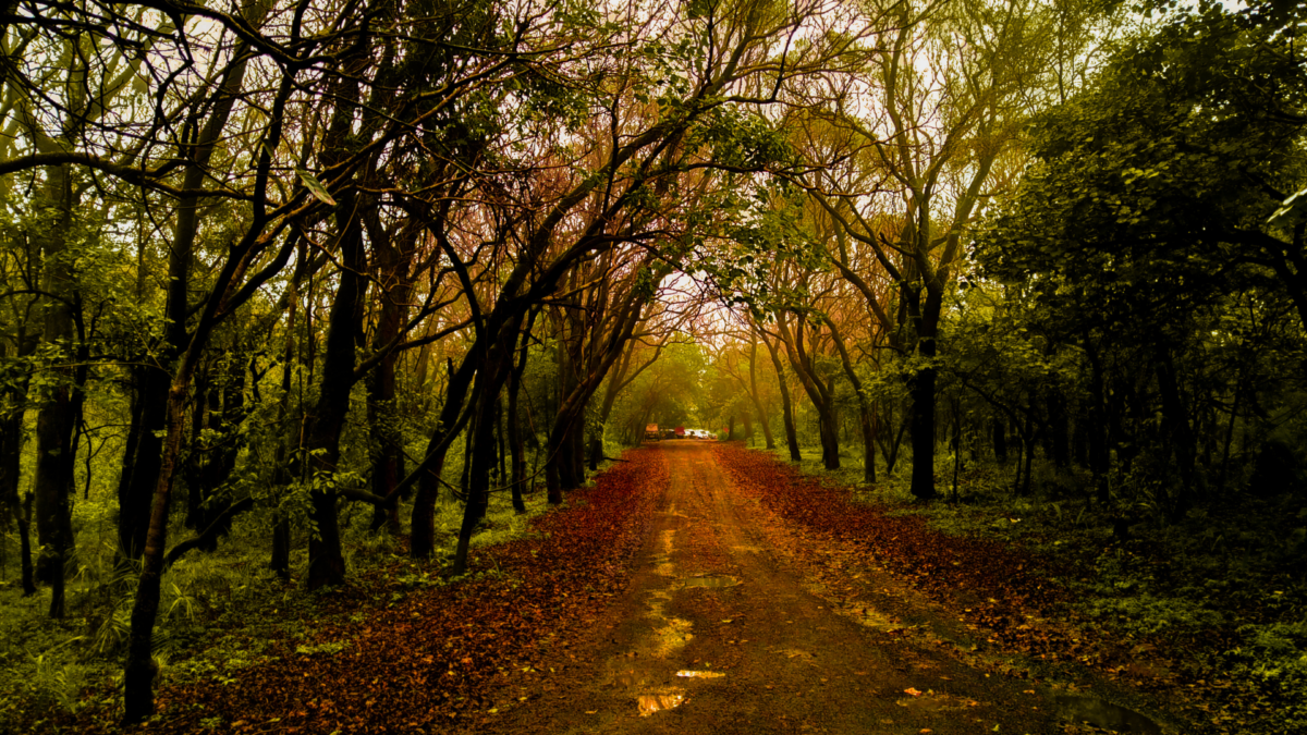 MP Tourism Hotel in Madhai,Satpura National Park - MPT Bison Resort